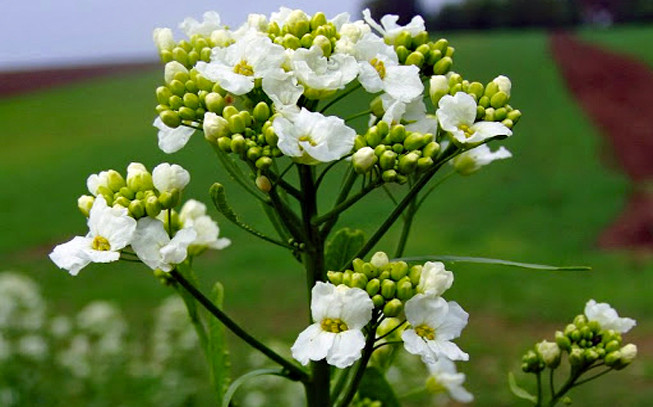 Θεραπευτικό βότανο | Χρένο , Αρμοράκια , Horseradish , ( Armoracia ...